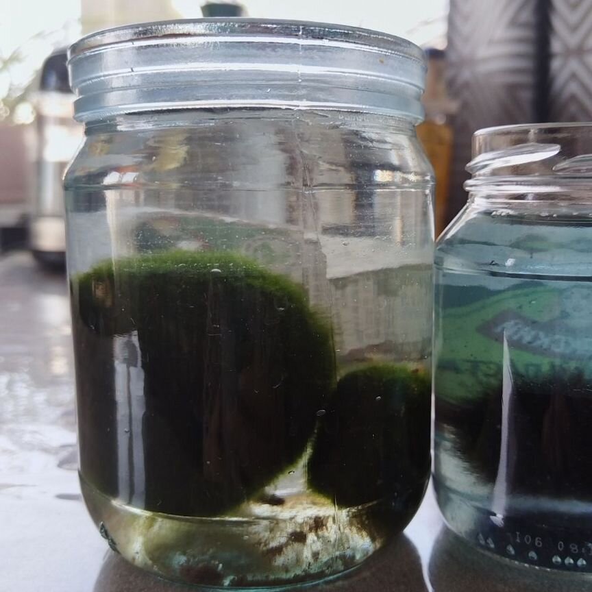 Водоросли для аквариума