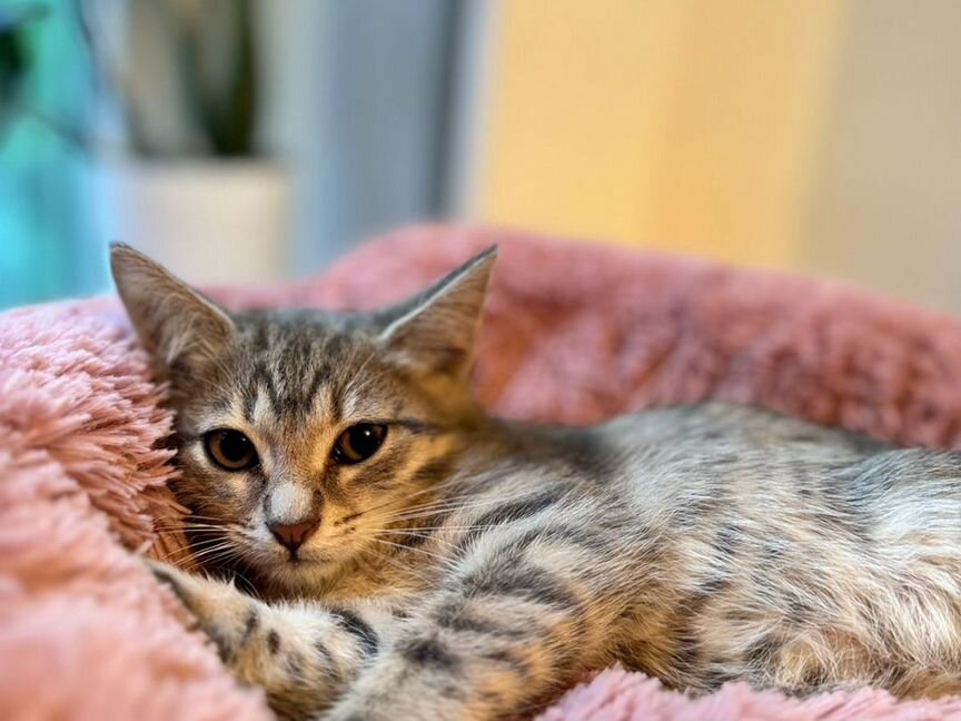 Серенький котёнок (кошка) 2 мес