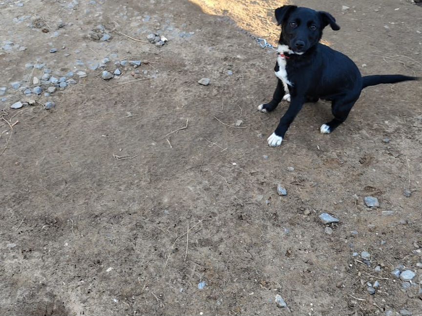 Собака в добрые руки