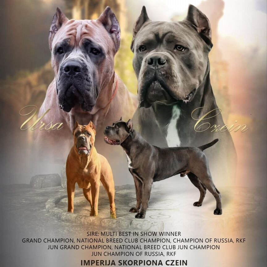 Щенки кане корсо