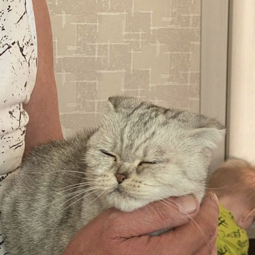 Отдам кошку в добрые руки