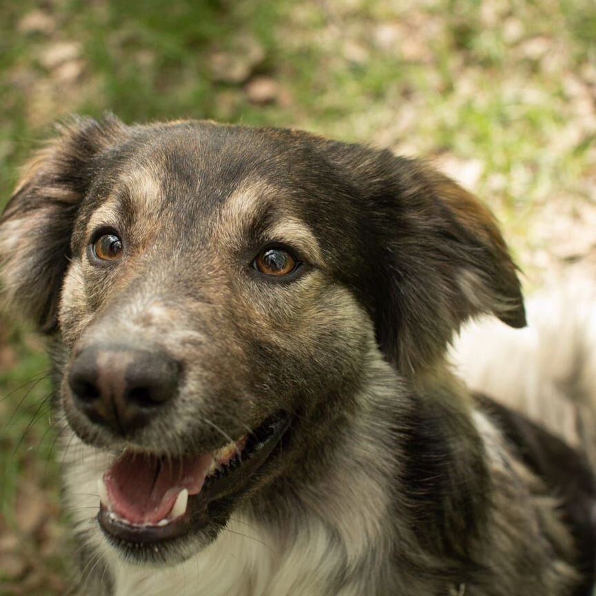 Ласковый малыш Генри ищет семью
