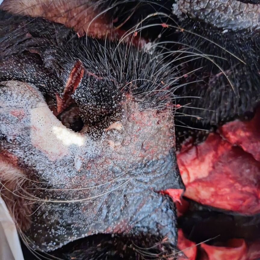 Носы, губы говяжьи