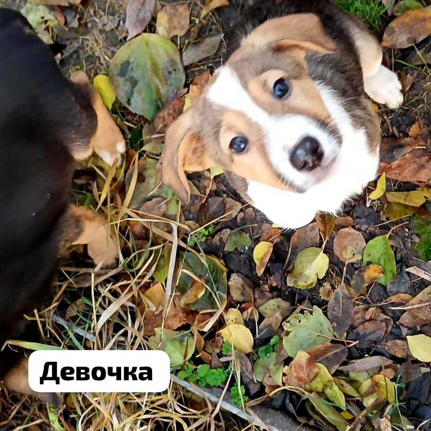 Пристраиваются в добрые руки