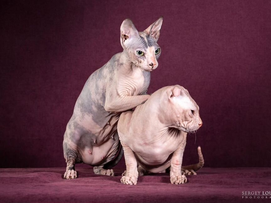 Донской сфинкс котята