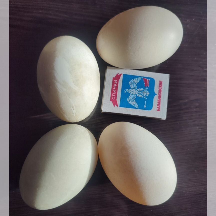 Продам Инкубационное яйцо утки Агидель