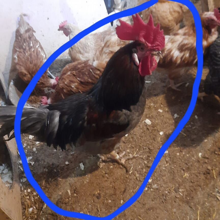 Прода петухов