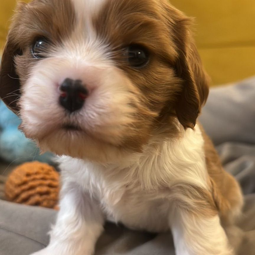 Кавалер кинг чарльз спаниель щенок мальчик