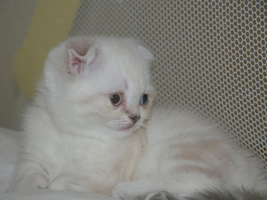 Шотландские котята
