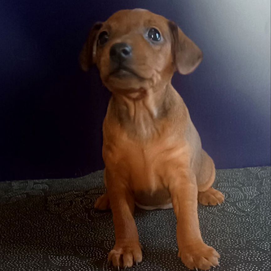 Цвергпинчер, щенок