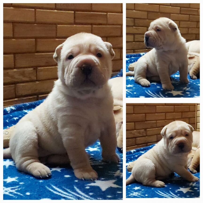 Девочка плюша