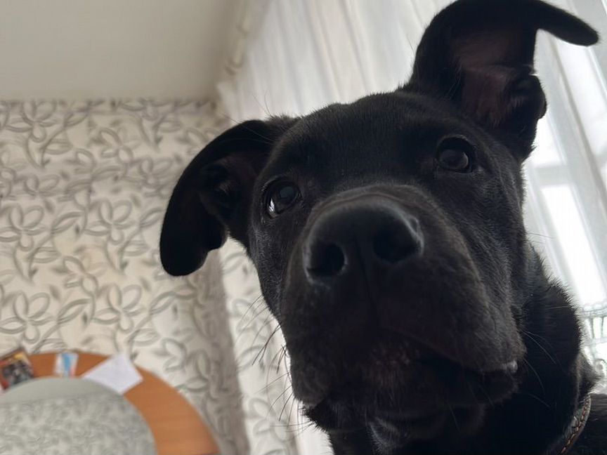 Собака в добрые руки щенок