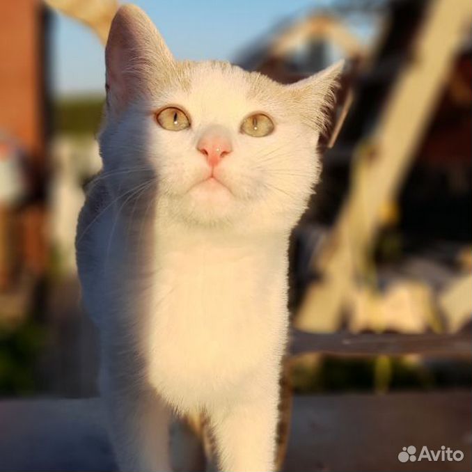 Мальчик. Смотреть в нагаево