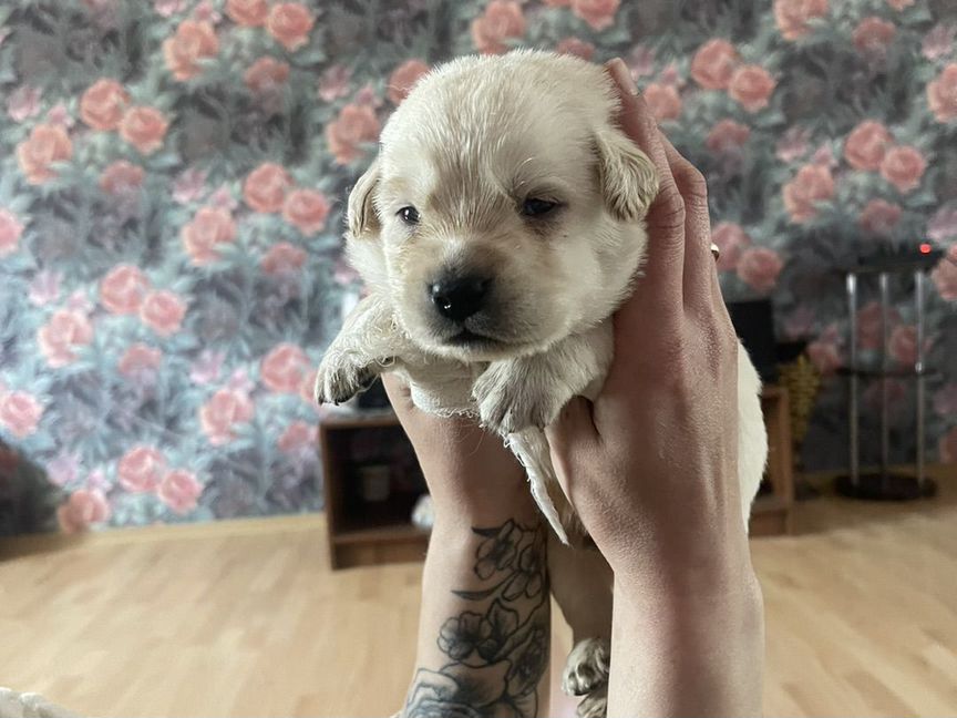 Шенки лабрадора