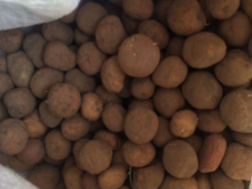 Картошка на корм скоту