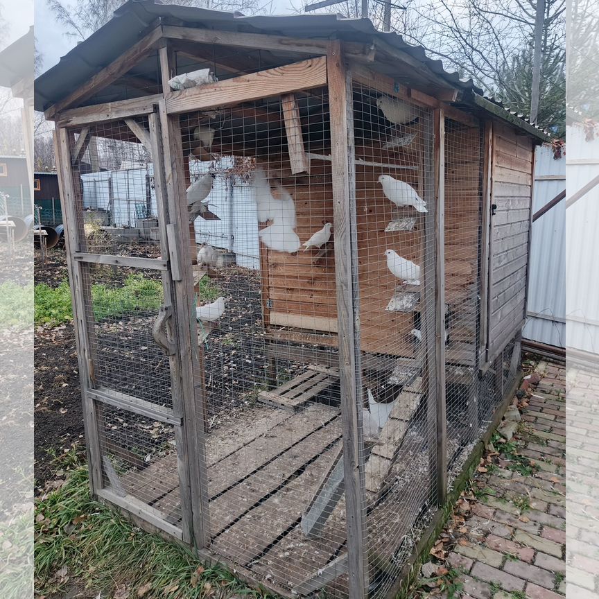 Продам голубей с голубятней
