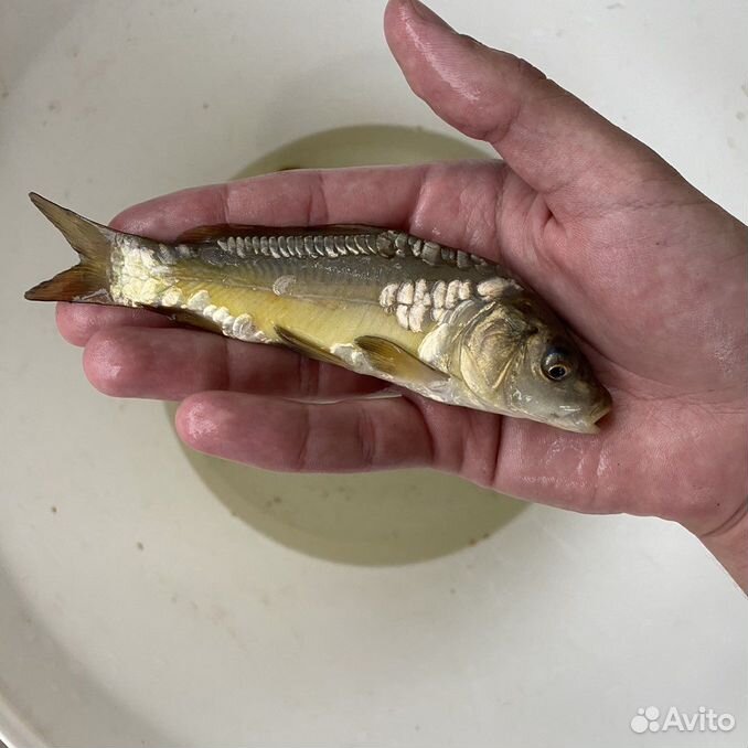 Малек зеркальный карп