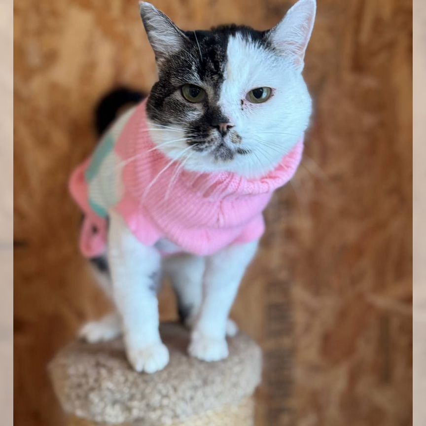 Взрослая, Девочка кошка в добрые руки