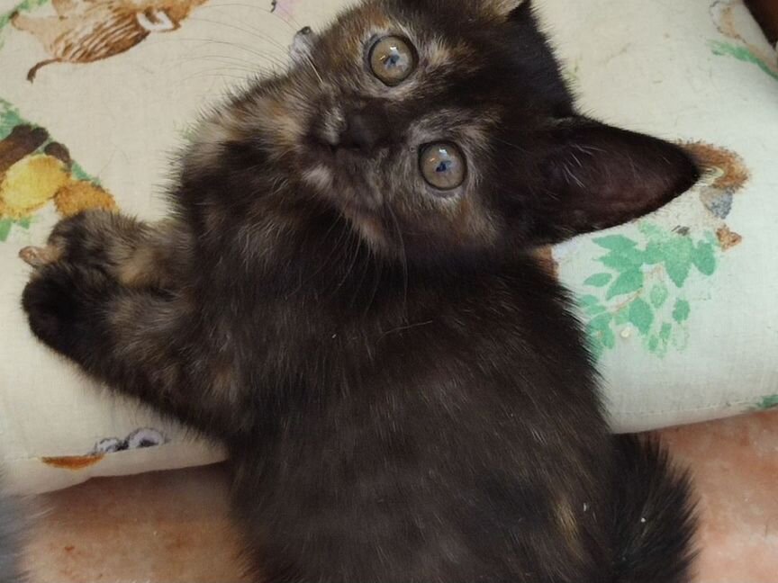 Котёнок дев.2мес