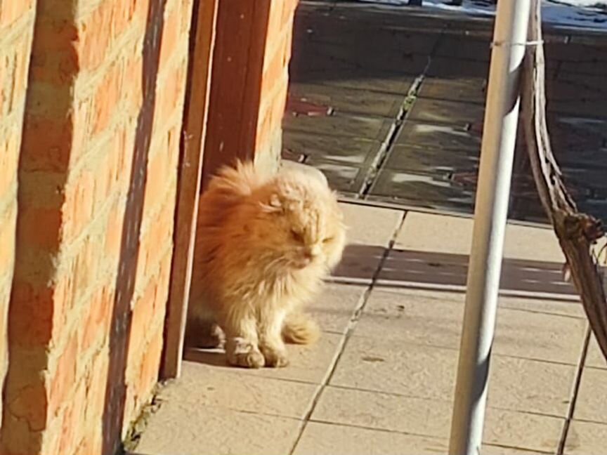 Приблудилась кошка,забирите пжл