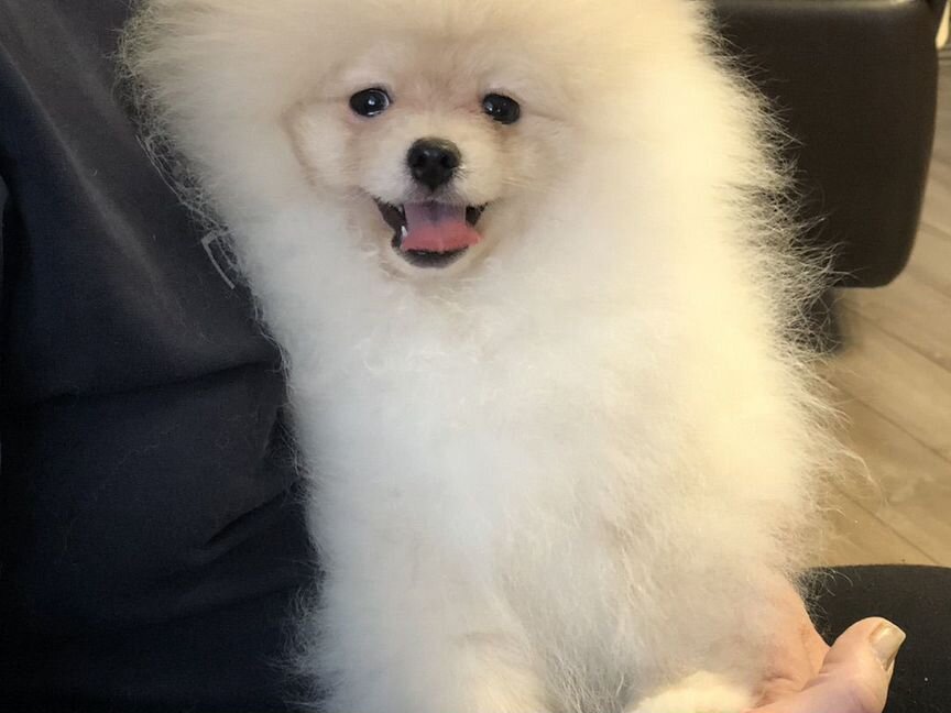 Щенки шпица