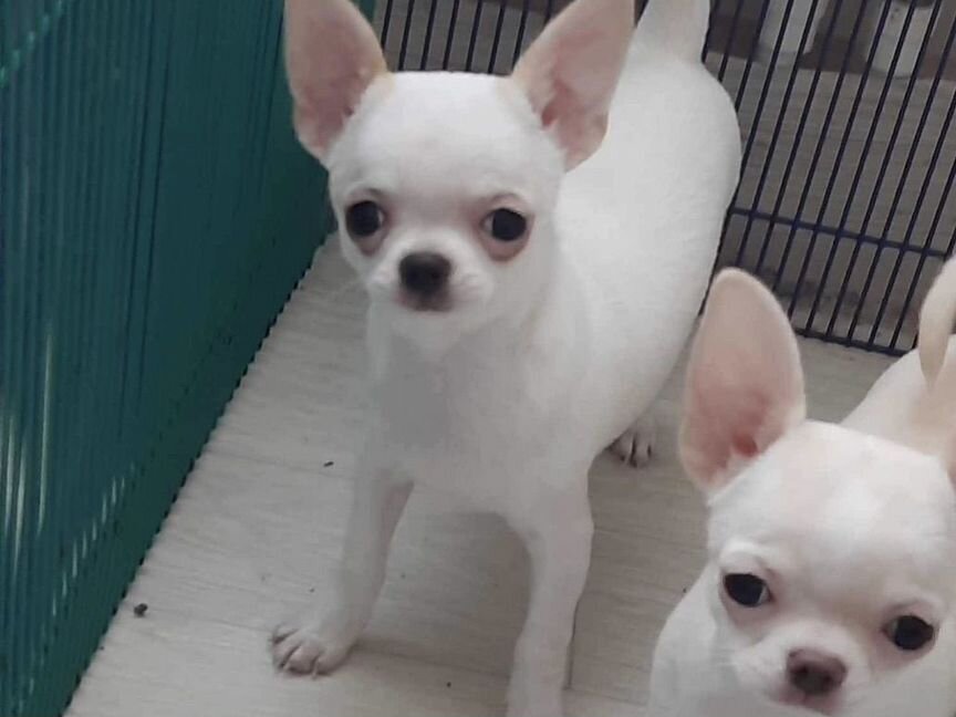 Чихуахуа девочка