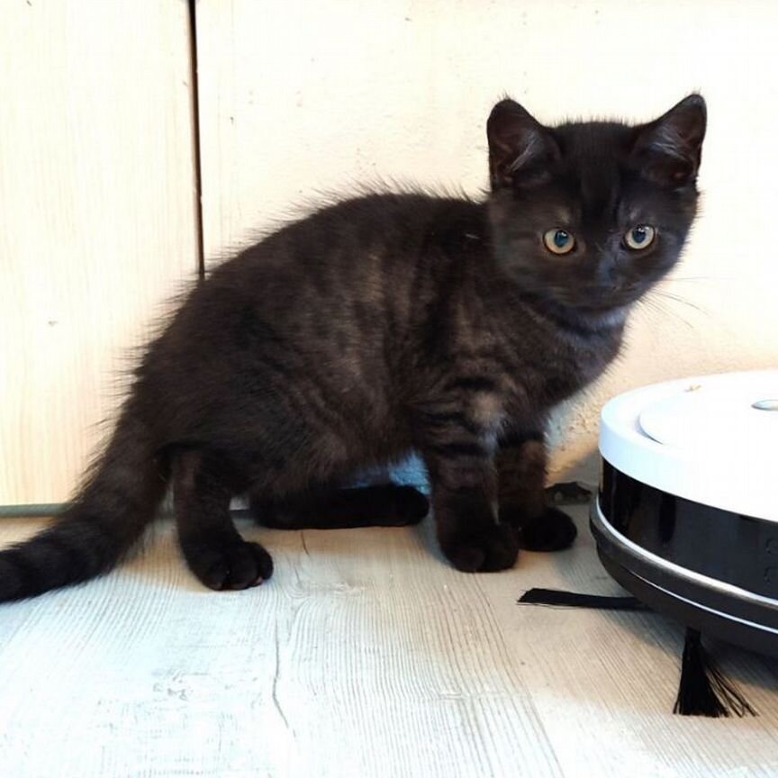 Шотландский чистокровный котёнок, последний