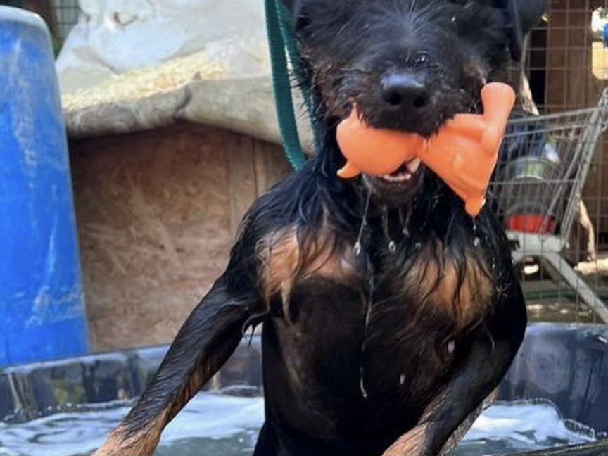 Ягтерьер из приюта