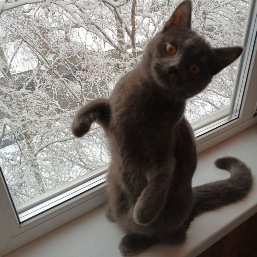 Британский короткошёрстный котёнок