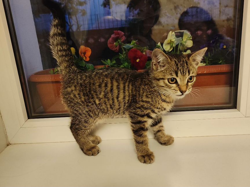 Котёнок в добрые руки