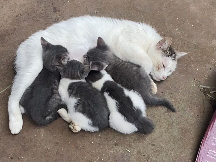 4 котенка спасены с улицы, ищут дом