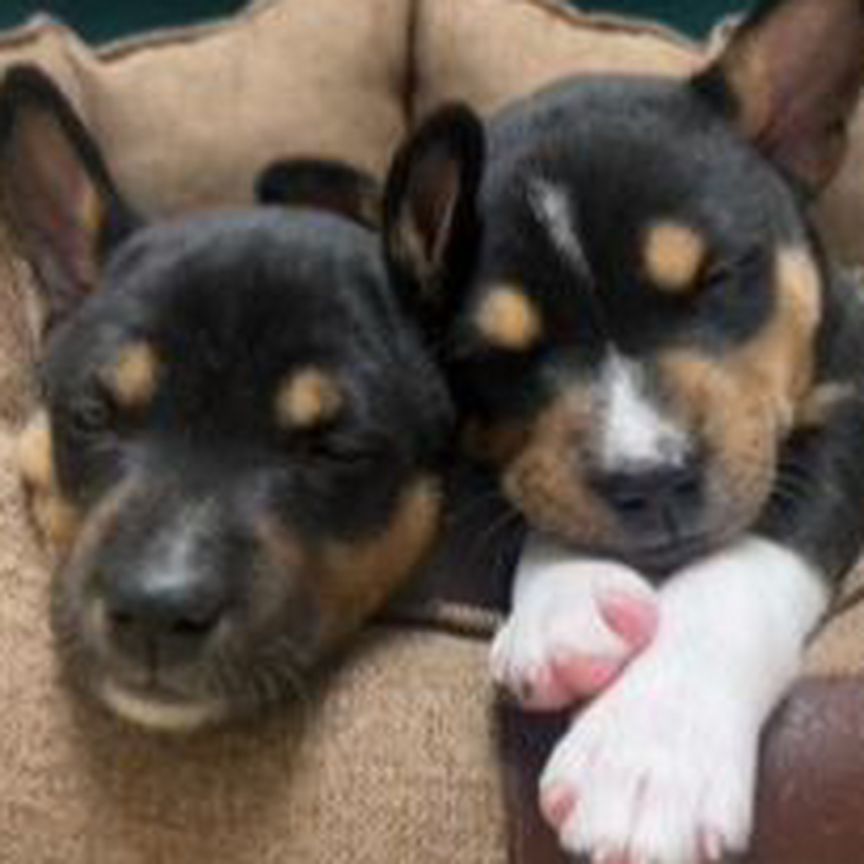 Басенджи, щенок