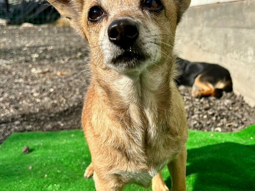 Собака в добрые руки