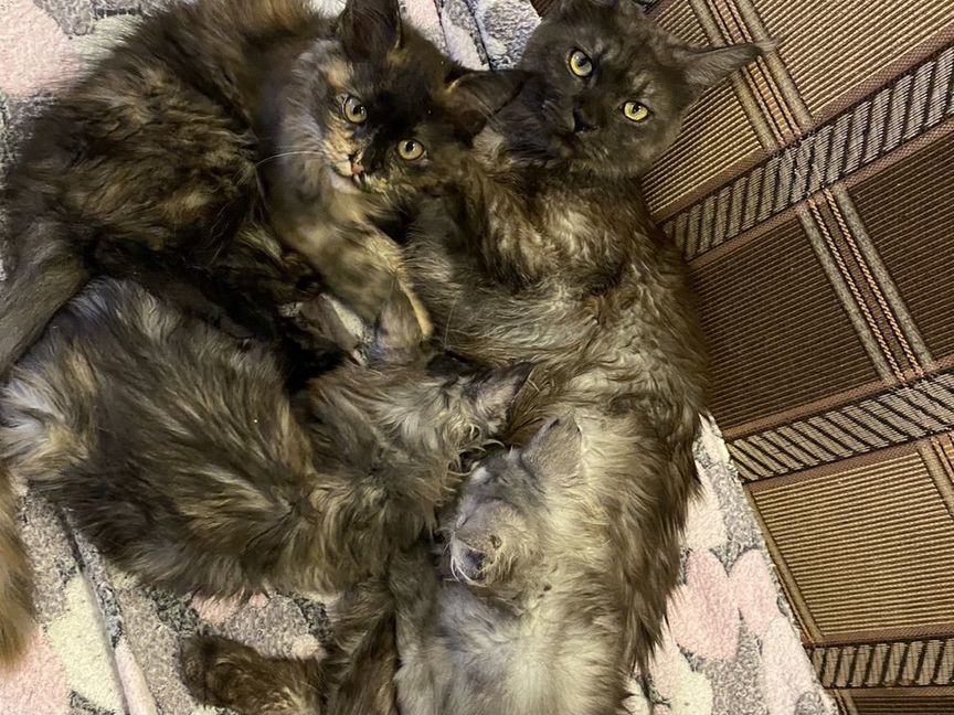 Котята мейн кун