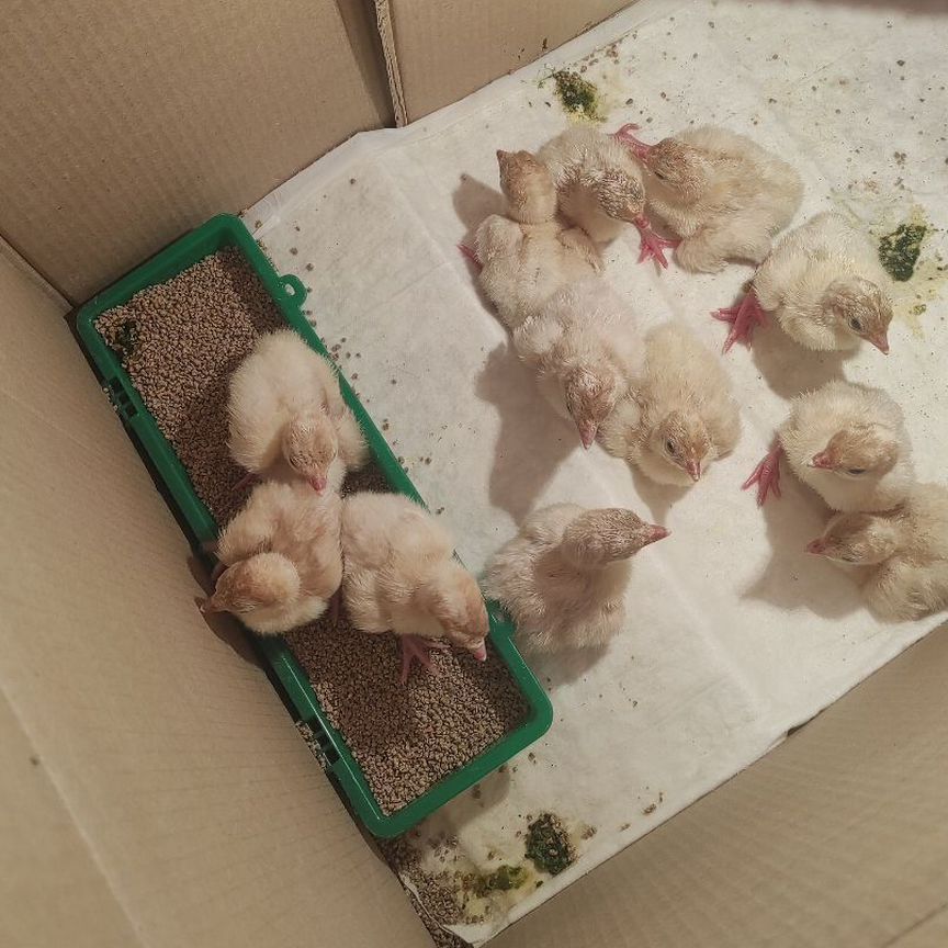 Индюшата суточные Хайбрид