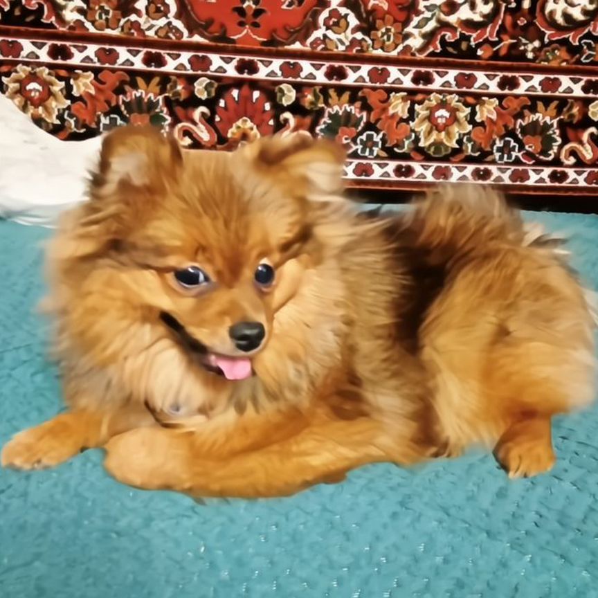 Померанский шпиц, щенок