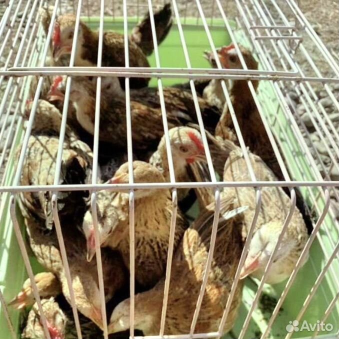 Карликовые куры 4 месяца