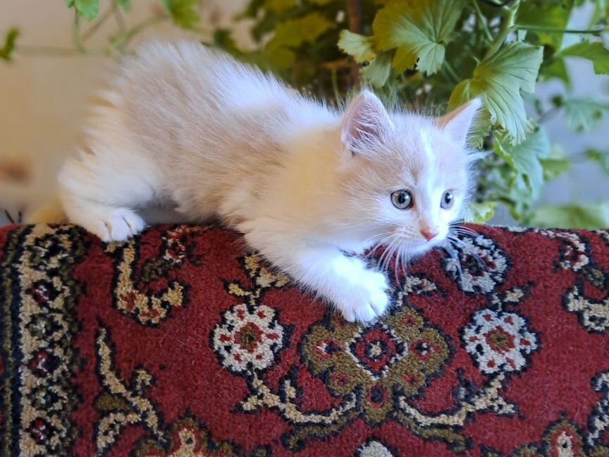 Котёнок Сэмми в добрые руки