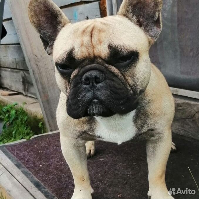 Продам щенков Француского бульдога