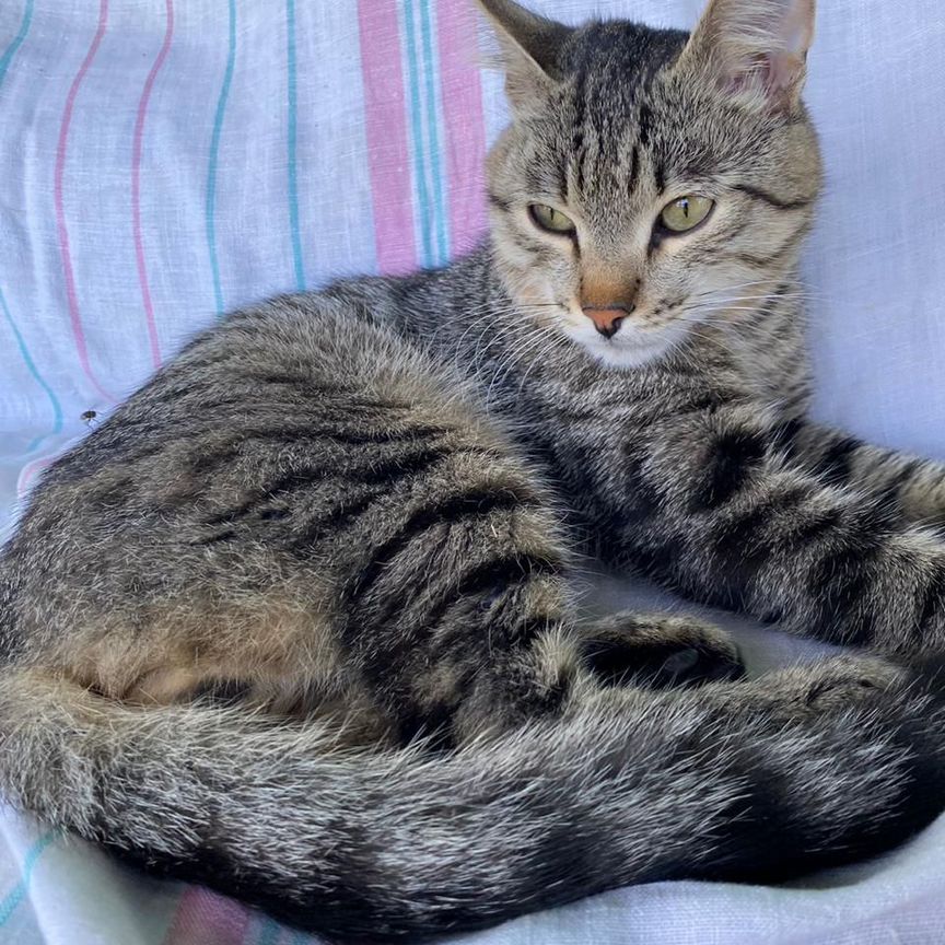 Котик