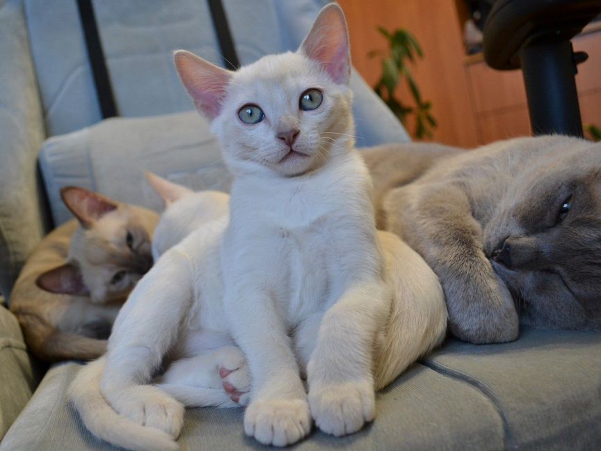 Тонкинская кошечка