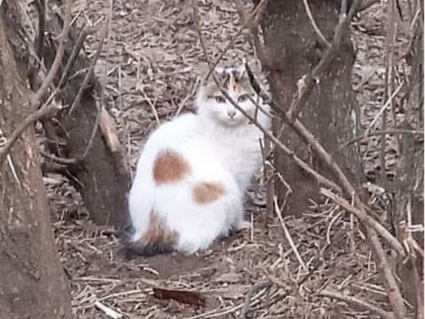 Кошечка в добрые руки