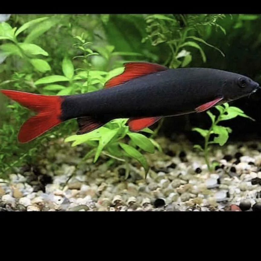 Лабио взрослая красивая отдам