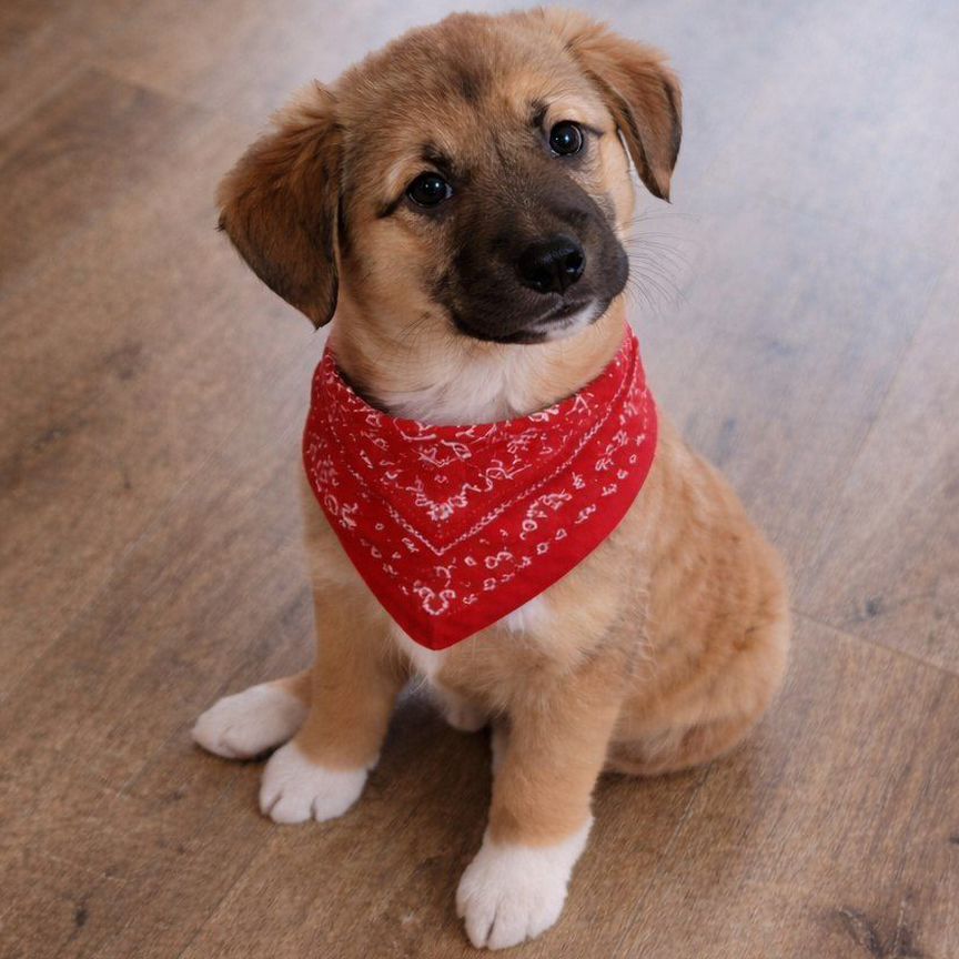 Щенок в добрые руки