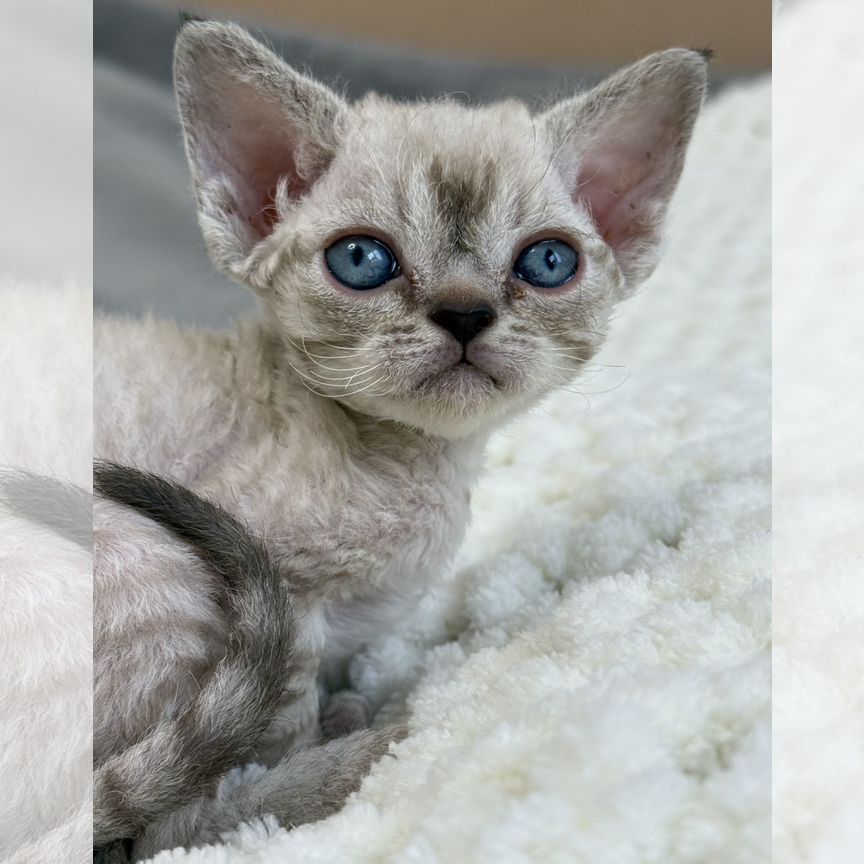 Девон-рекс котёнок