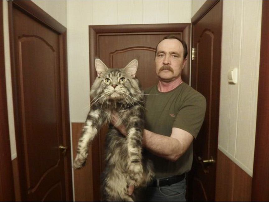 4 сыночка и лапочка дочка мейн кун