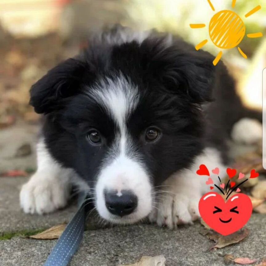 Щенок Бордер Коли