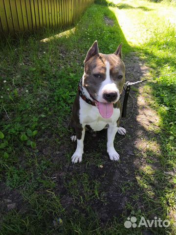 Американский стаффордширский терьер