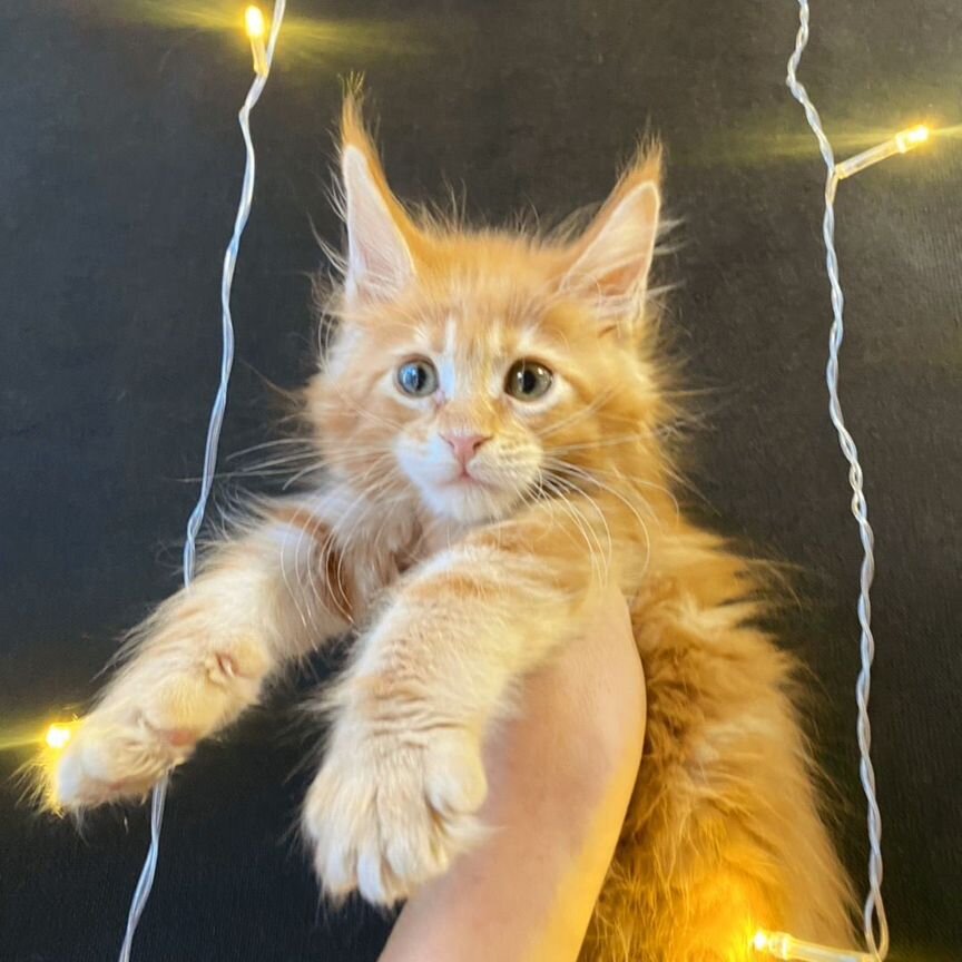 Мейн-кун красный мрамор