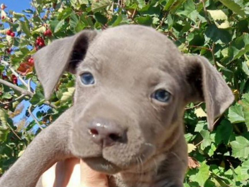 Стаффорд голубого окраса